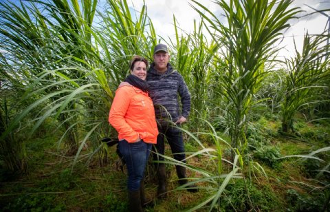 Van koeien melken naar mammoetgras telen - Nieuwe Oogst