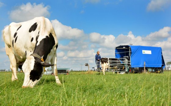 Ademanalyse lakmoesproef gezondheid koe - Nieuwe Oogst