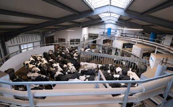 Fullwood Packo combineert robot en melkstal in batchsysteem - Nieuwe Oogst