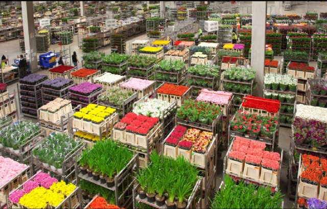 Plantion start bezorgservice voor klanten - Nieuwe Oogst