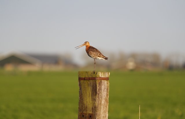 Weidevogelboeren Bote en Astrid de Boer winnen Gouden Grutto - Nieuwe Oogst