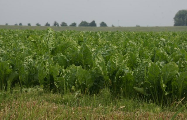 Bietsuiker krijgt meer concurrentie isoglucose - Nieuwe Oogst