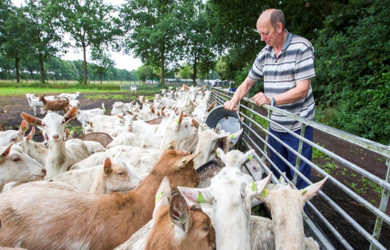 Biologische potstal voor 1.200 geiten - Nieuwe Oogst