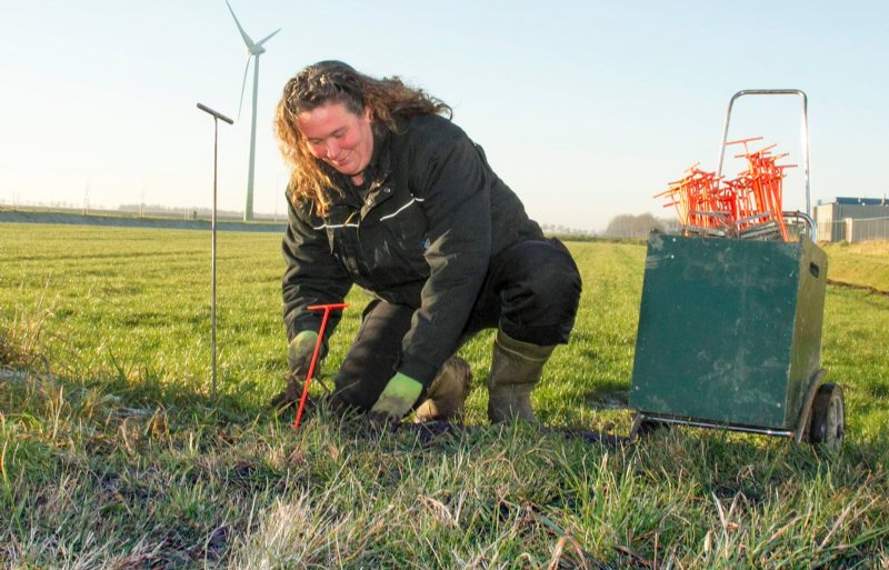 Mollenvangster zet klem nooit in molshoop - Nieuwe Oogst