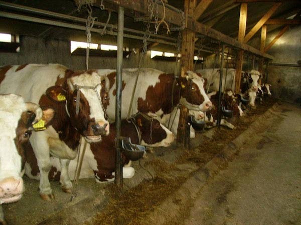 FrieslandCampina wil geen grupstallen meer - Nieuwe Oogst