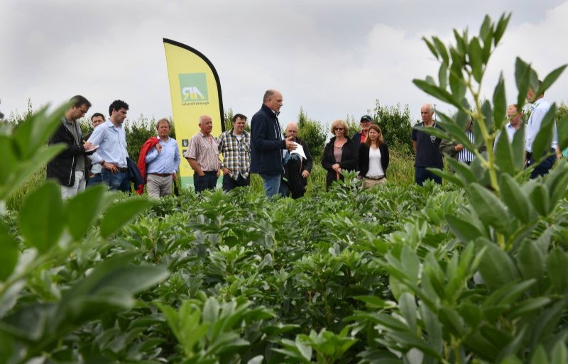 Veldboon een 'heldboon' voor feed en food - Nieuwe Oogst