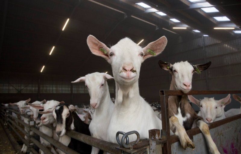 Hoe worden geiten ouder en productiever? - Nieuwe Oogst