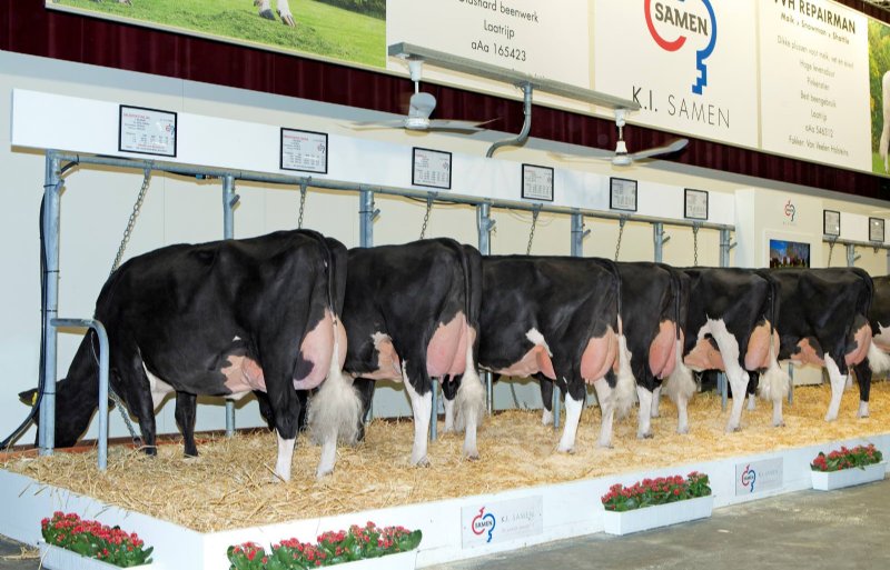 Beste uiers van vlot stappende koeien, een NRM van topniveau - Nieuwe Oogst