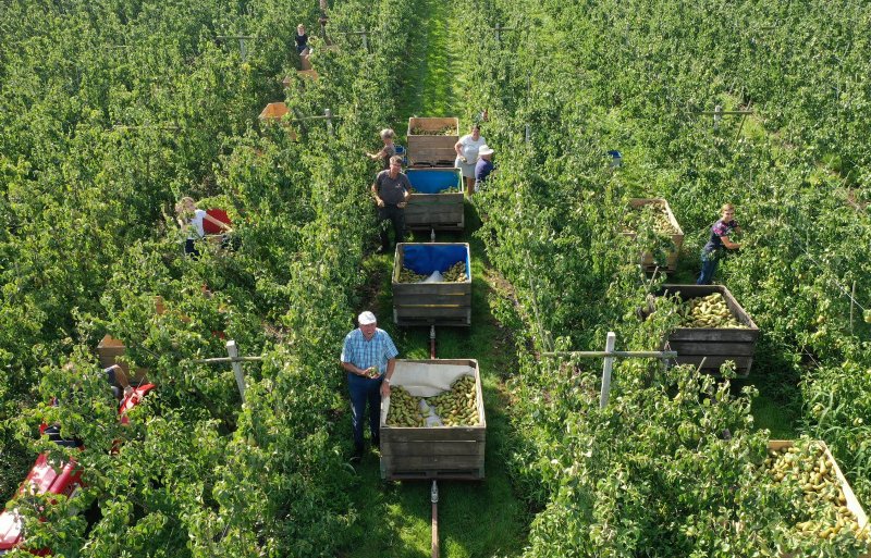 15 miljoen euro voor FruitDelta Rivierenland - Nieuwe Oogst