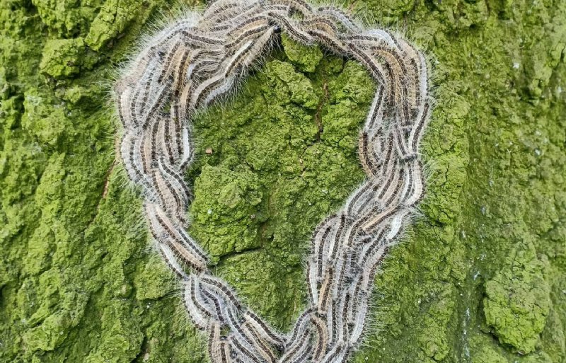 Kennisplatform moet aanpak processierups verbeteren - Nieuwe Oogst