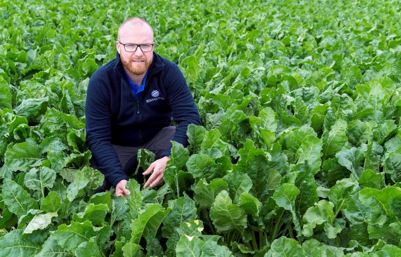 SESVanderHave: 'Genetische resistentie zeer effectief tegen bladziekten ...