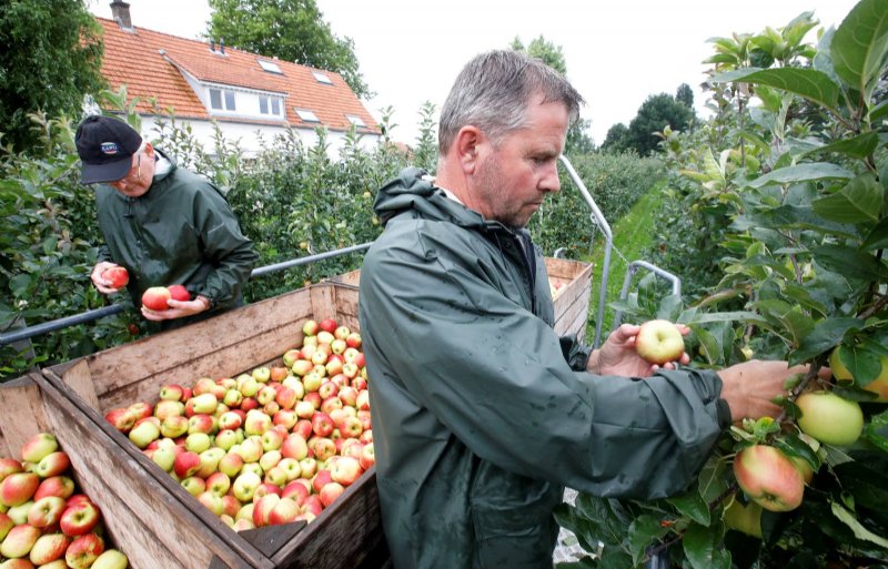 BelOrta stelt harde voorwaarde aan integratie Belgische Fruitveiling ...