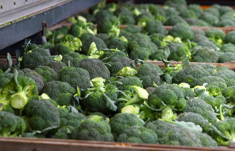 Broccoli prima te oogsten met robots - Nieuwe Oogst