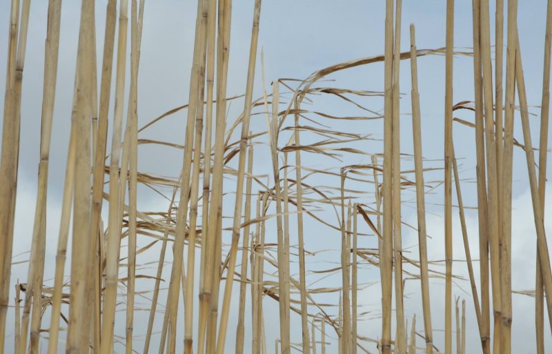 Zeeland trekt portemonnee voor proef met mammoetgras op zilte bodem ...