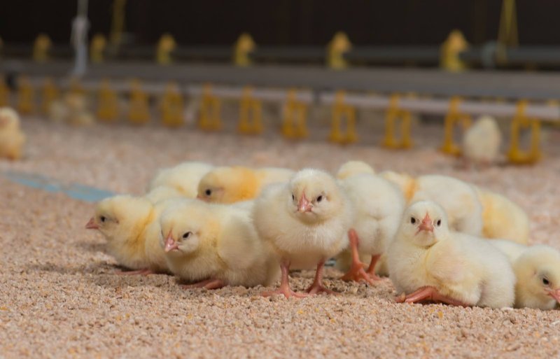 Kuiken komt volledig gevaccineerd uit ei - Nieuwe Oogst