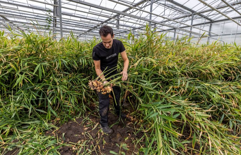 Chef-koks zijn gek op Nederlandse gember - Nieuwe Oogst
