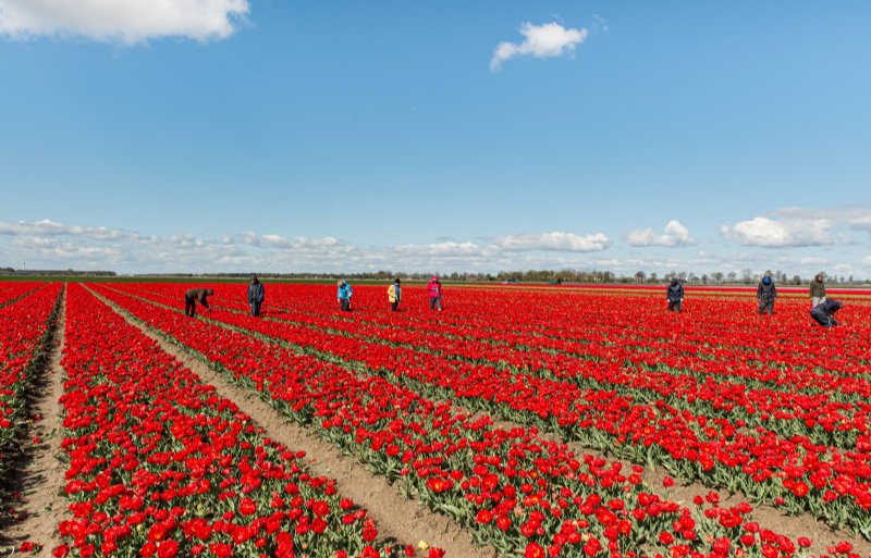 Galmijt is doorn in het oog van tulpentelers - Nieuwe Oogst