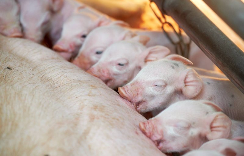 ForFarmers: Duroc-varkens hebben speciale behandeling nodig - Nieuwe Oogst