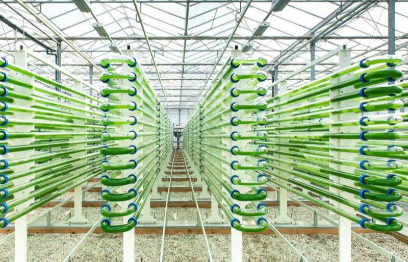 Navus Ventures investeert in algentechnologie van Lgem - Nieuwe Oogst