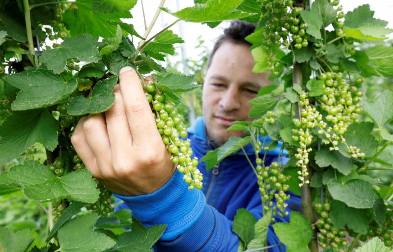 Onderzoek moet rode bessen uit dal halen - Nieuwe Oogst
