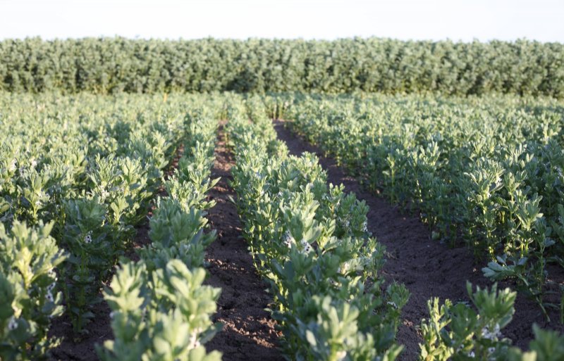 Groeiende vraag naar veldboon geeft veredeling duwtje in de rug ...