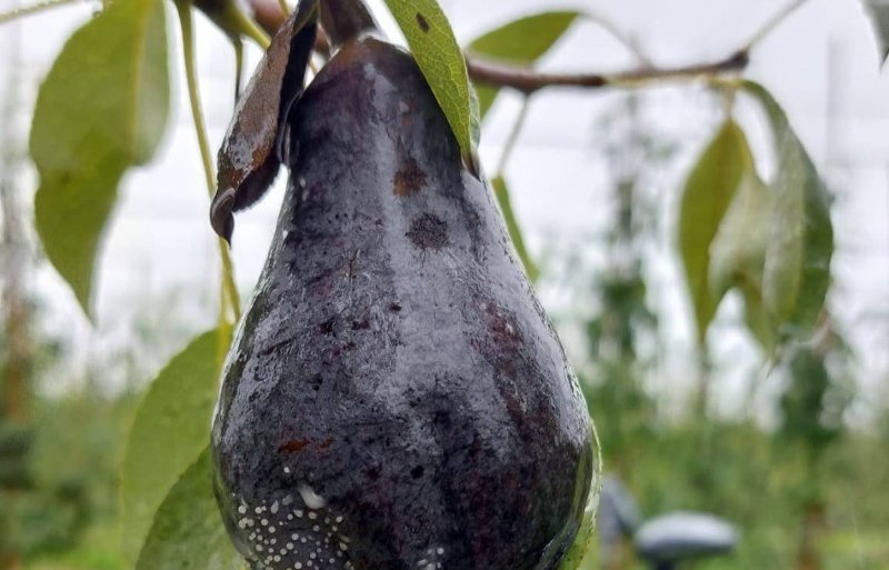 Naktuinbouw vindt minder aantasting door bacterievuur bij controles ...