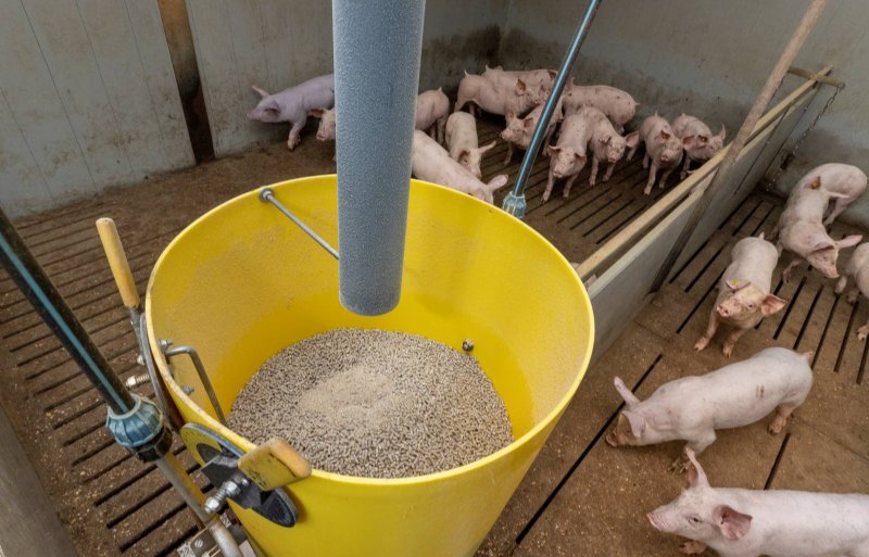 Goed bereikbaar voer houdt varkens gezond - Nieuwe Oogst