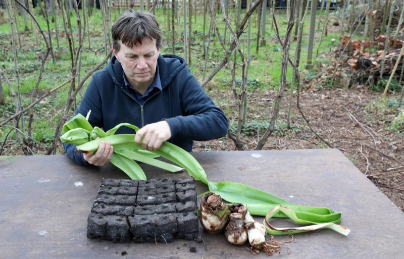 Boomwortels floreren dankzij amaryllisblad - Nieuwe Oogst