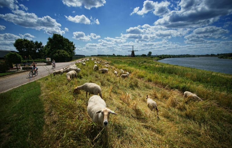 Dijken zijn een vergeten landschap - Nieuwe Oogst